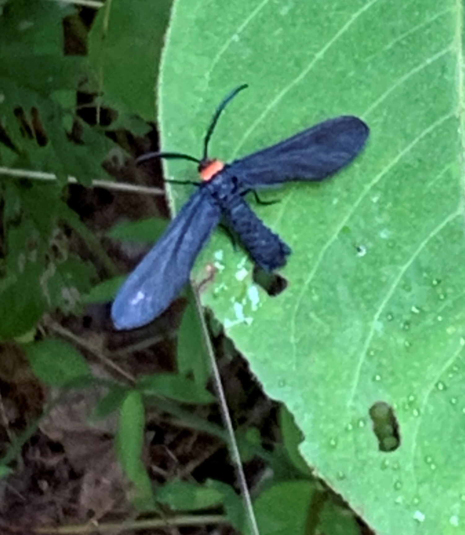 Sanctuaries – Saw Mill River Audubon
