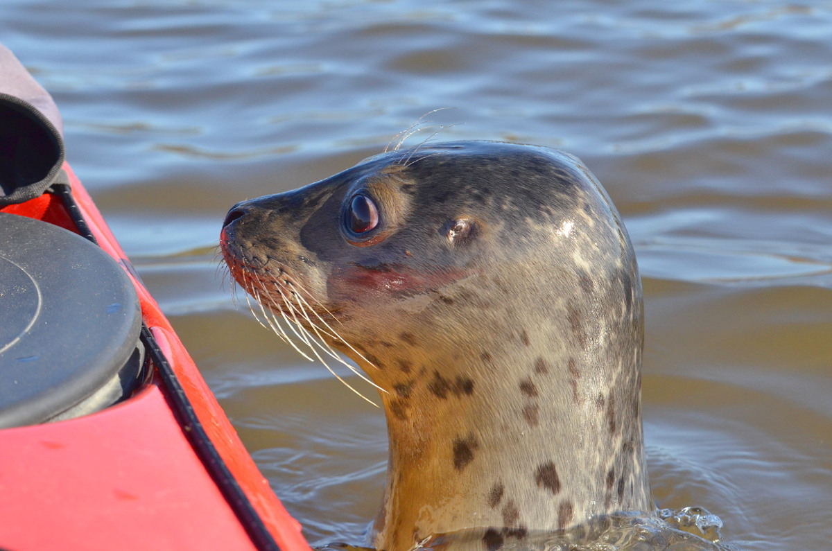 The Return of the Seal – Saw Mill River Audubon