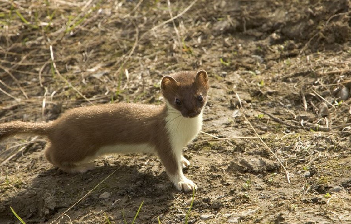 Small, Fast, And Fearless – Saw Mill River Audubon