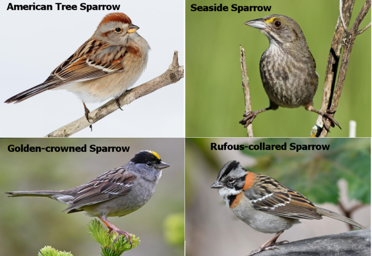 A Fascination of Sparrows – Saw Mill River Audubon