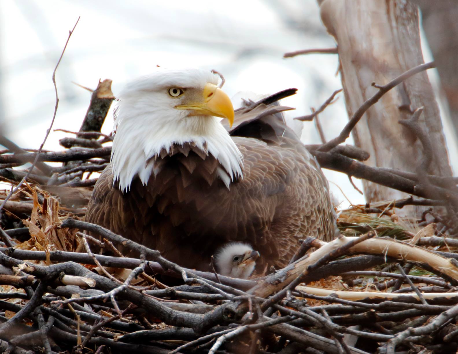The Eagle’s Lesson – Saw Mill River Audubon