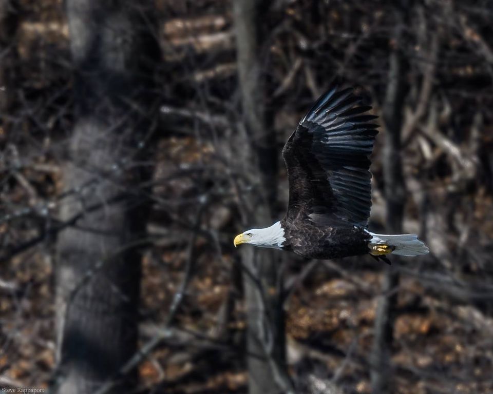 The Eagle’s Lesson – Saw Mill River Audubon